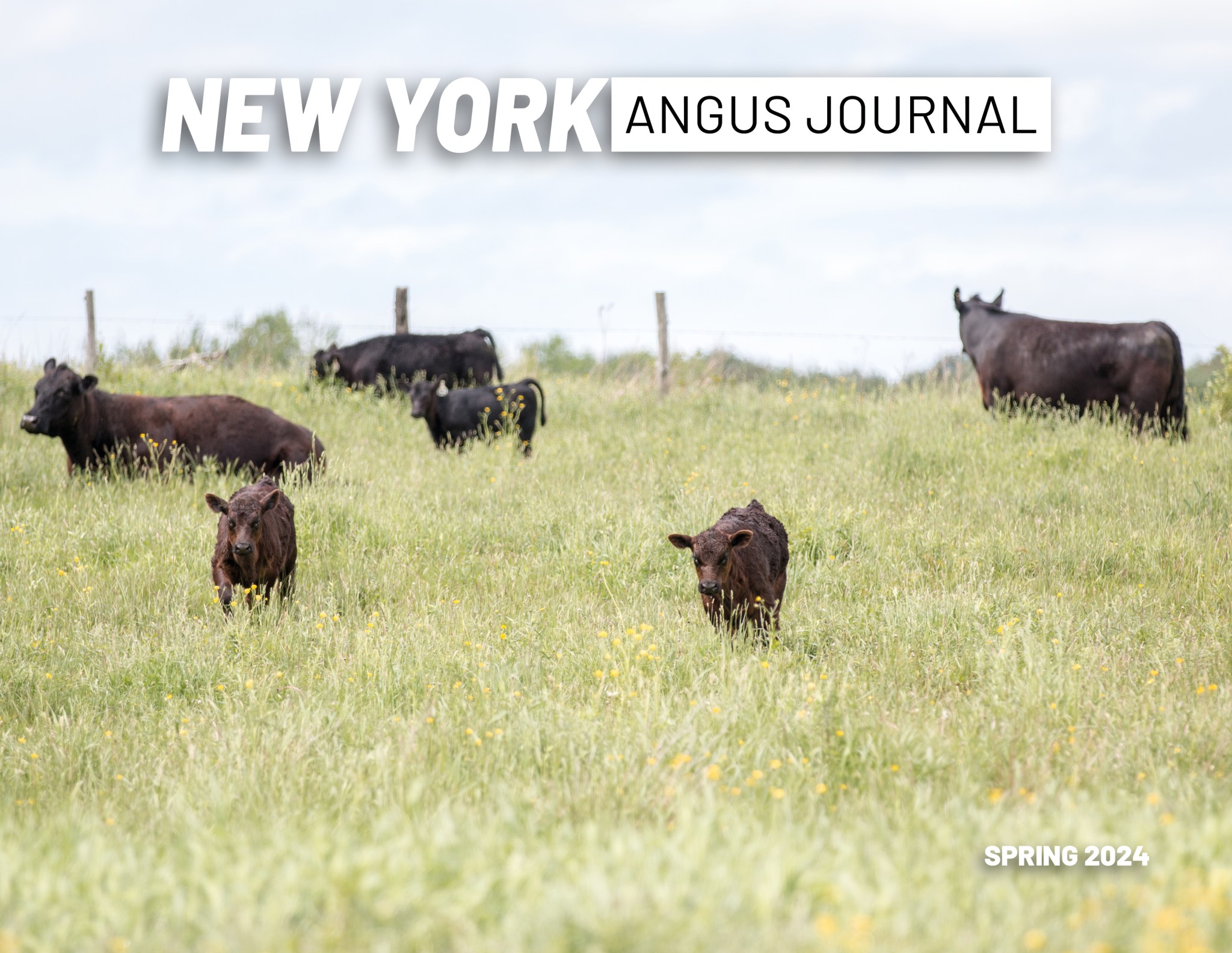 NEW YORK ANGUS JOURNAL – New York Angus Association